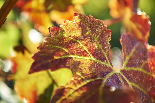 Moss Wood visit East Coast Australia - Moss Wood
